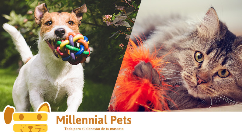 MillennialPets | Tienda de accesorios par mascotas, alimento para ...